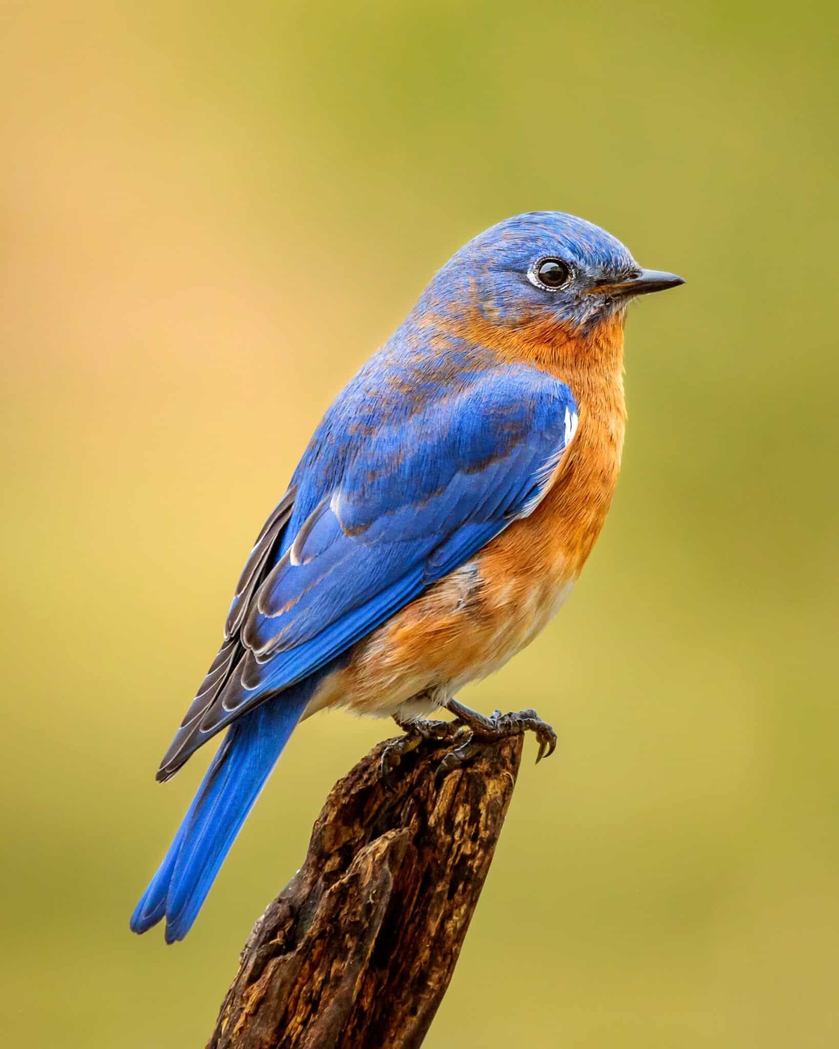 41 Types of Blue Birds (With Pictures & ID Guide)