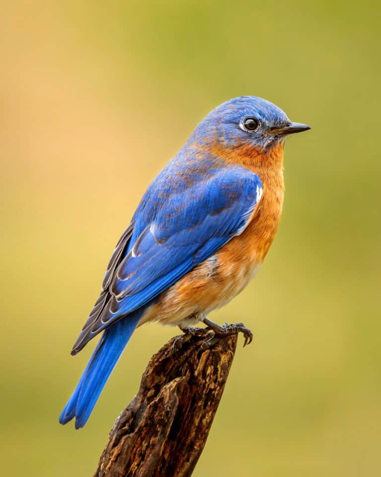 41 Types of Blue Birds (With Pictures & ID Guide)