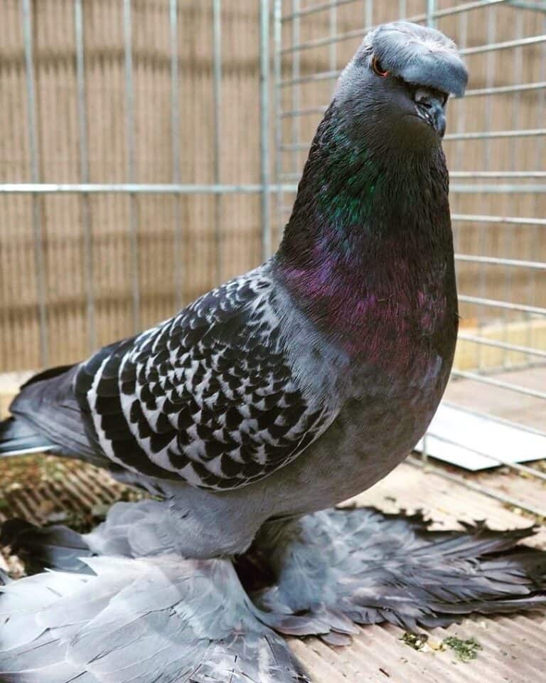59 Different Types of Pigeons (With Pictures & Names)
