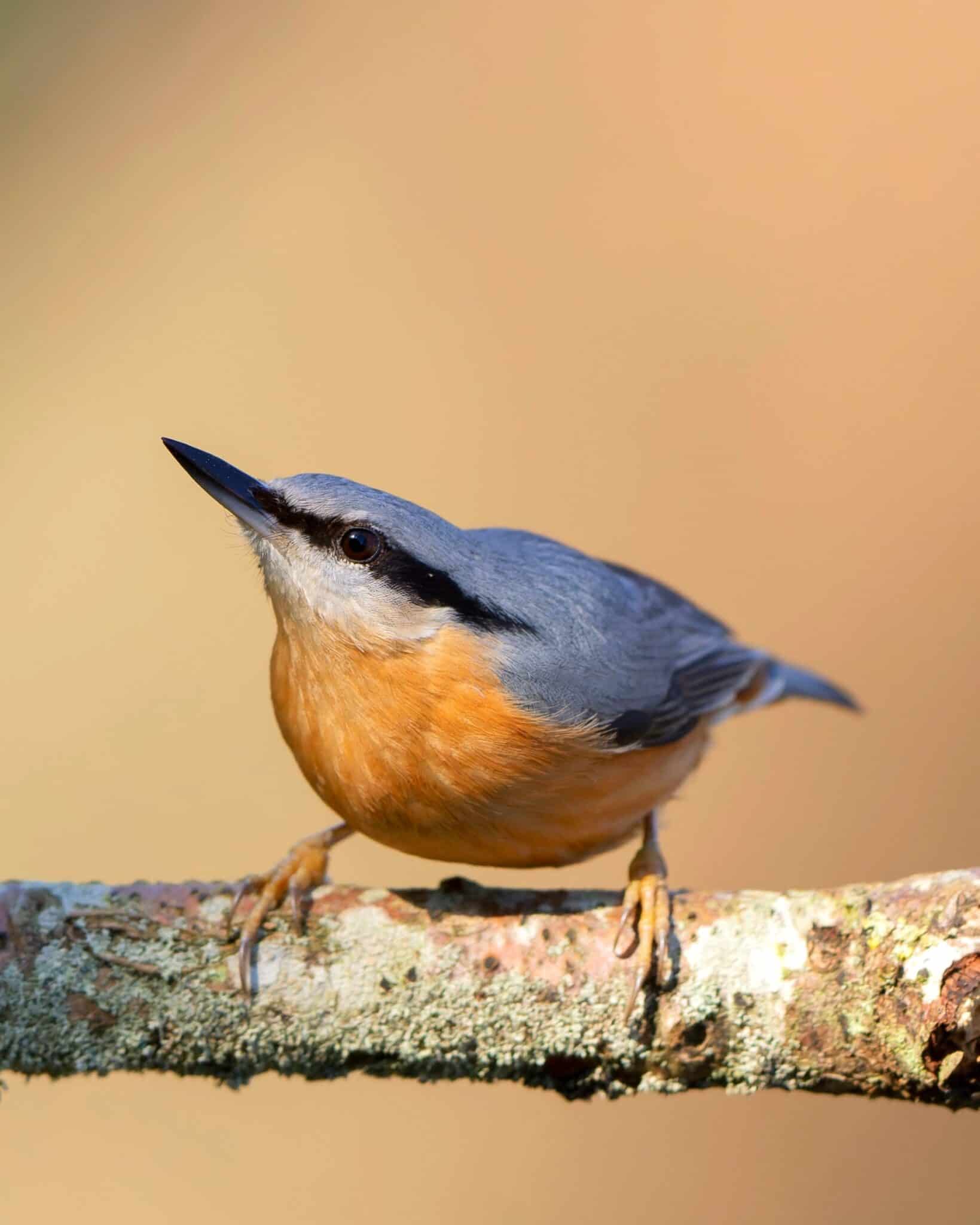 28 Amazing Blue Birds With Orange Chests