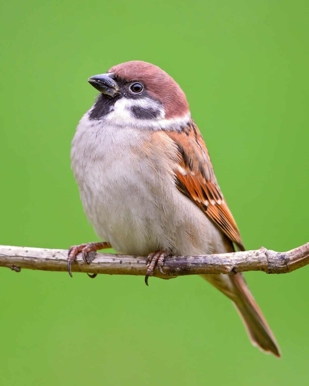 50 Small Brown Birds to Brighten Your Day