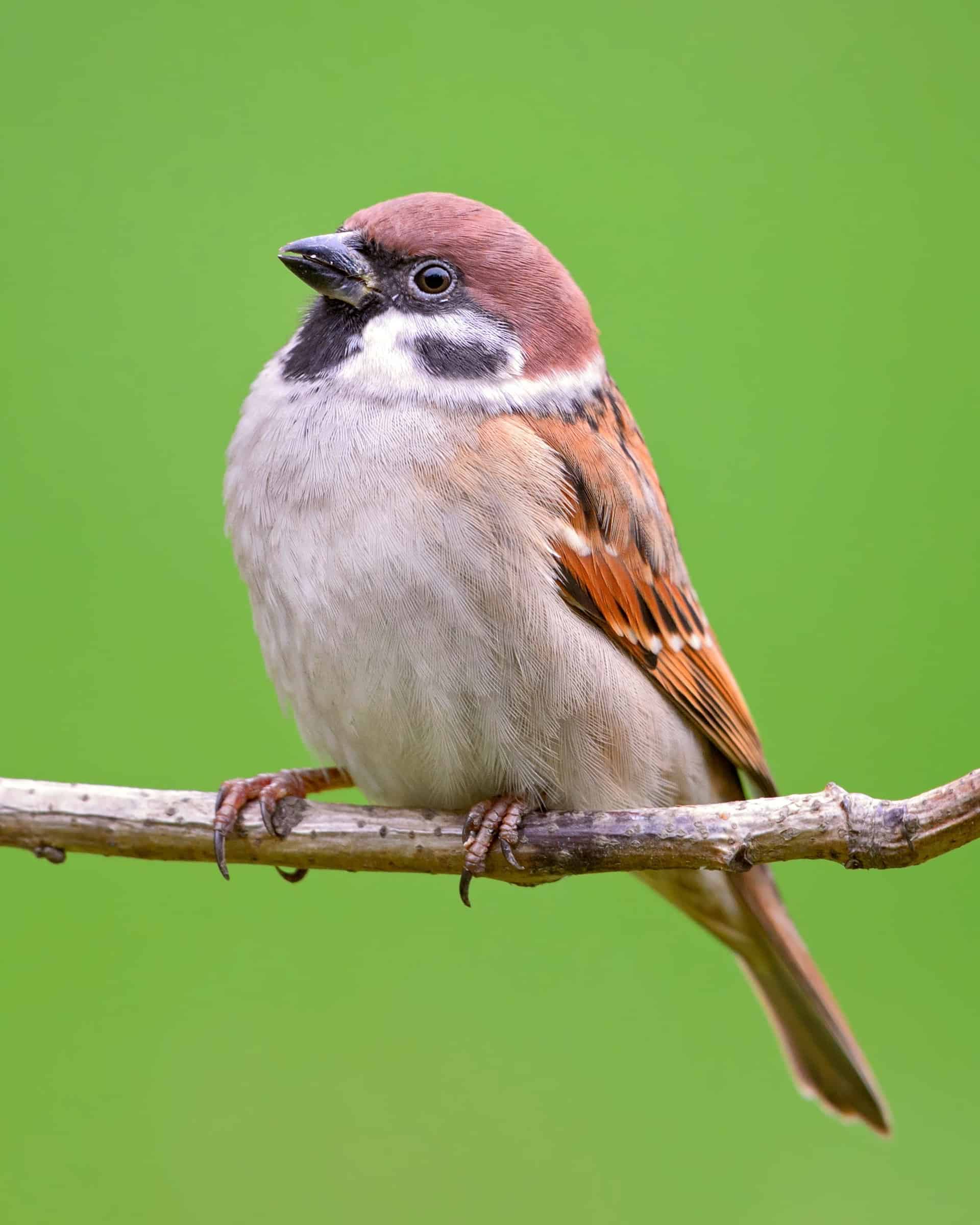 50 Small Brown Birds to Brighten Your Day