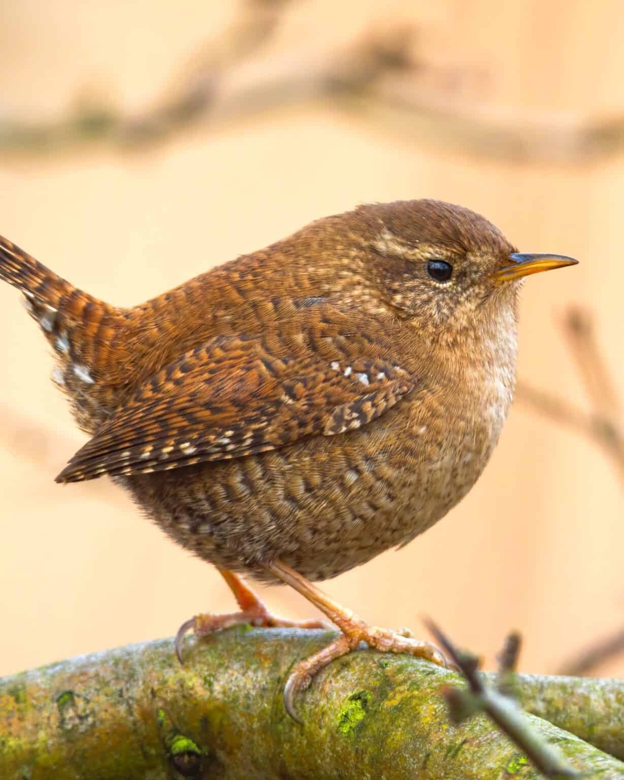 50 Small Brown Birds to Brighten Your Day