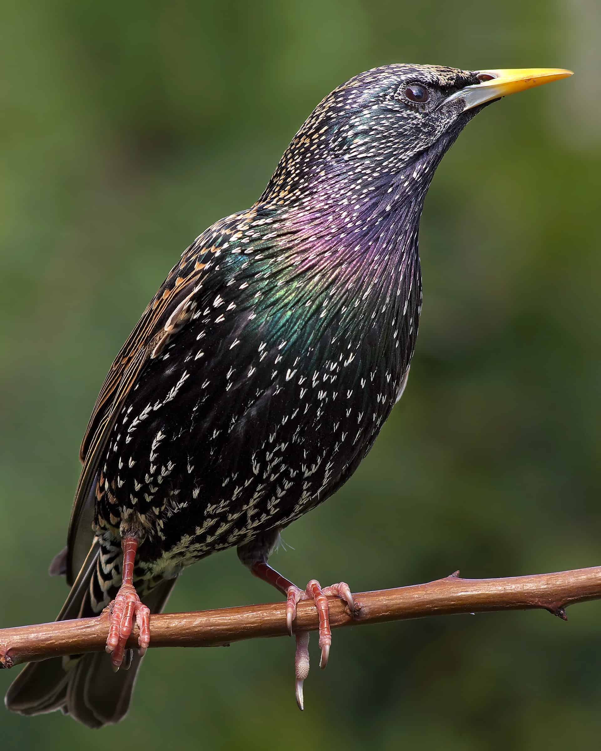 28 Black Birds With Yellow Beaks - Bird Helpful