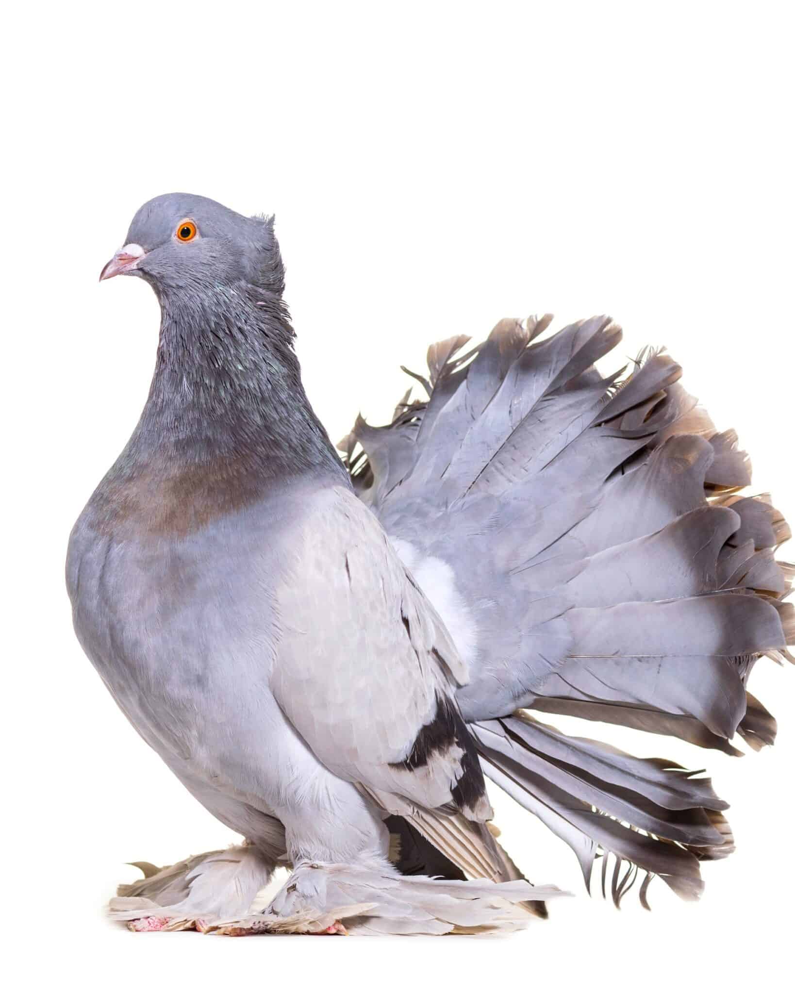 59 Different Types of Pigeons (With Pictures & Names)