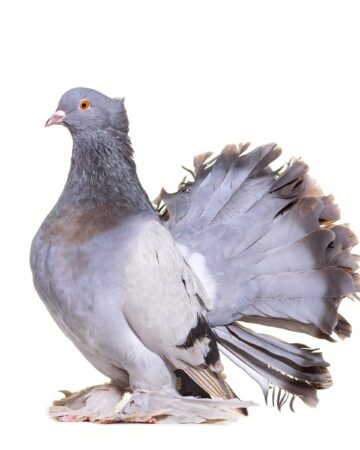 59 Different Types of Pigeons (With Pictures & Names)