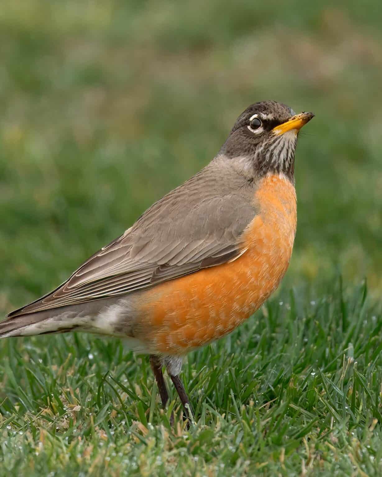 Male vs. Female Robins: 9 Main Differences Explained