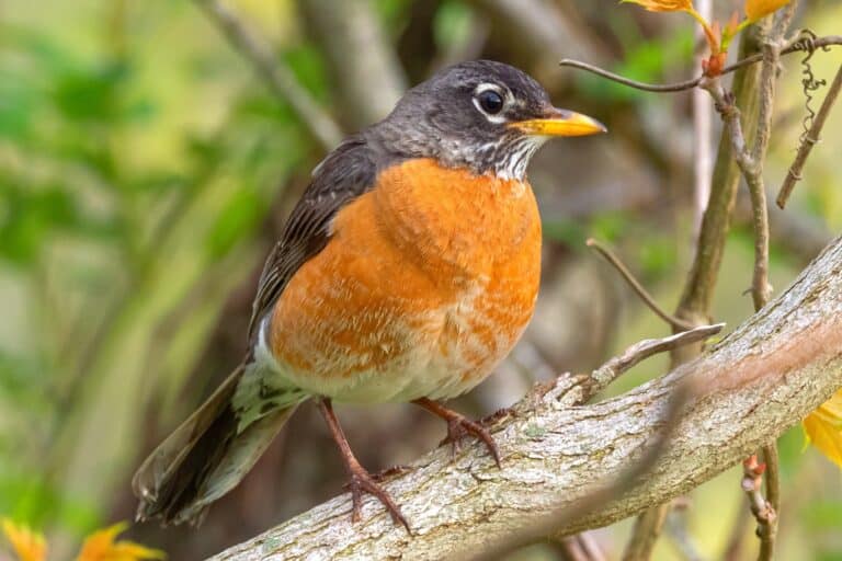 Male vs. Female Robins: 9 Main Differences Explained