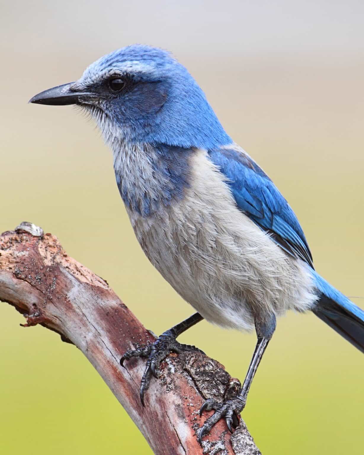The Rare Blue Cardinal: Myth or Reality? - Bird Helpful