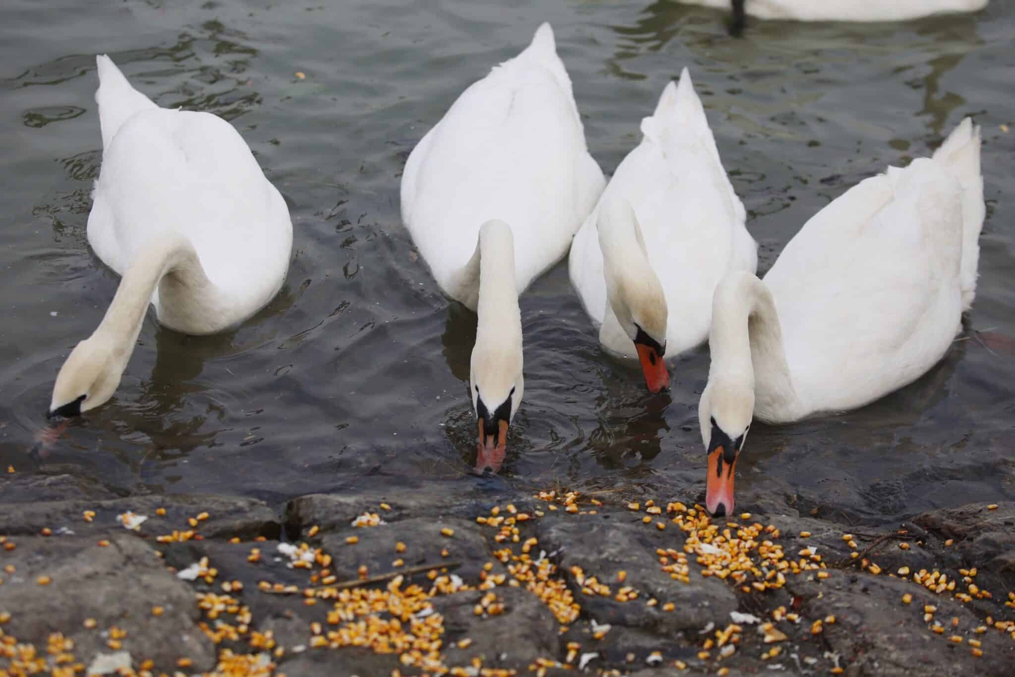Swan vs. Goose: What's the Difference?