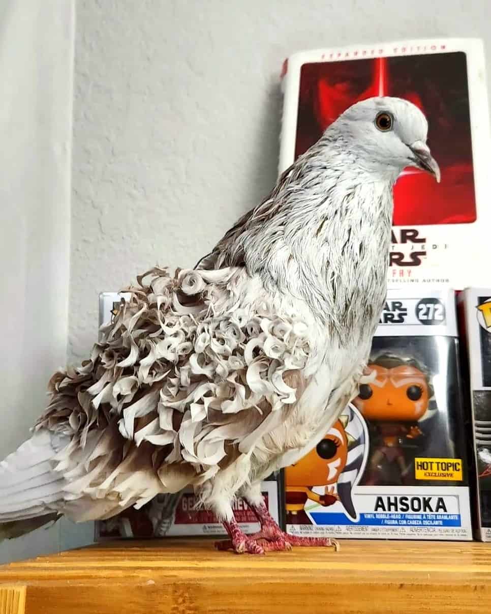 59 Different Types of Pigeons (With Pictures & Names)