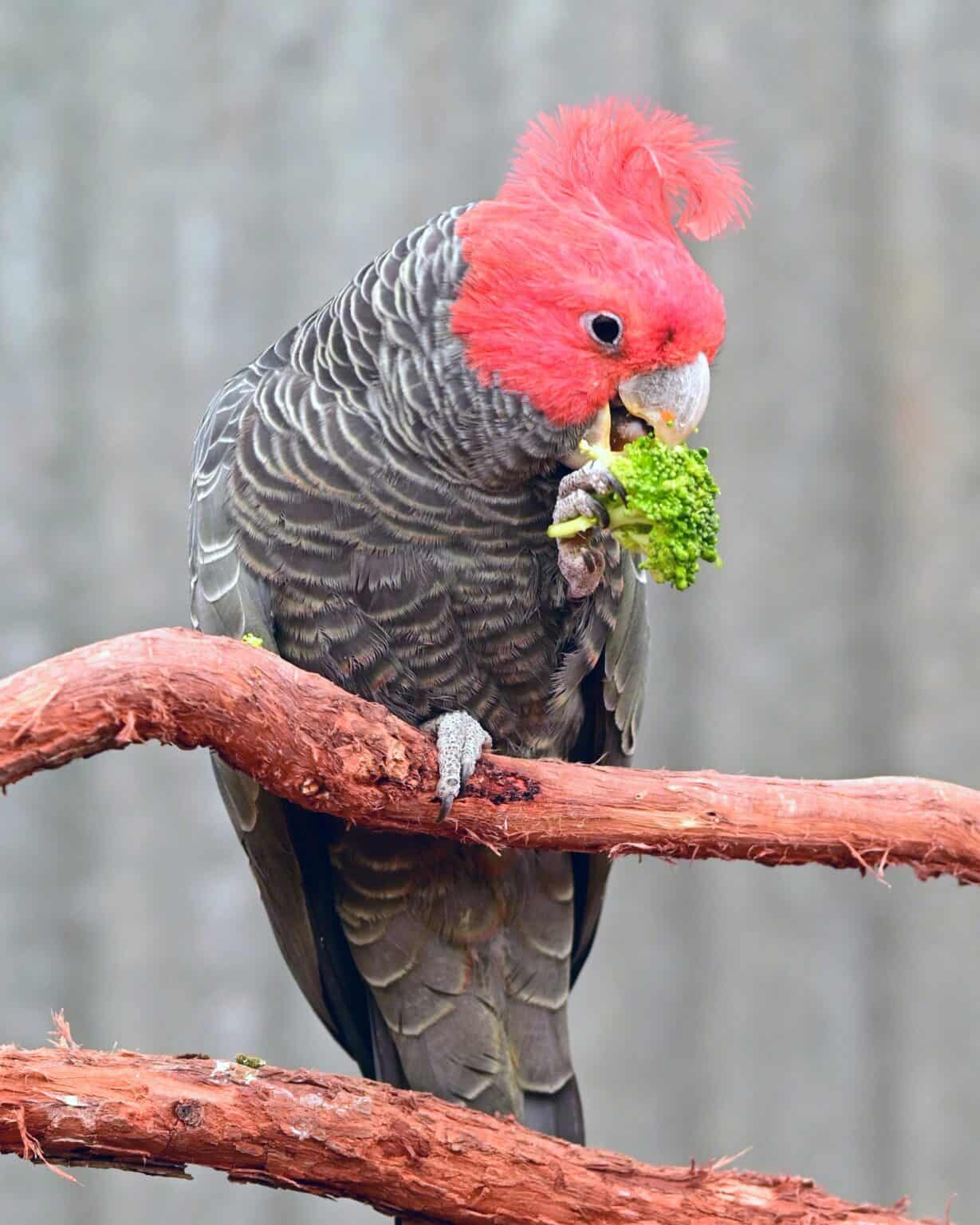 How Much Does a Cockatoo Cost? (2025 Updated)