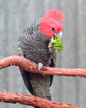 How Much Does a Cockatoo Cost? (2025 Updated)