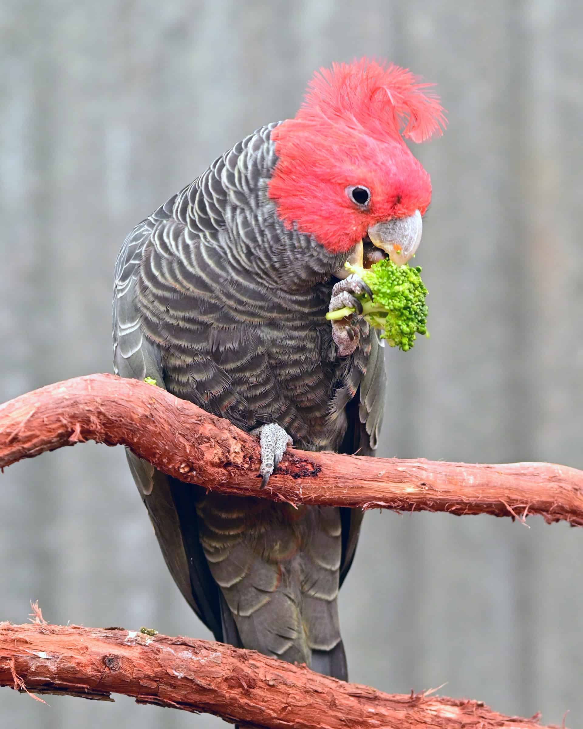 How Much Does a Cockatoo Cost? (2025 Updated)