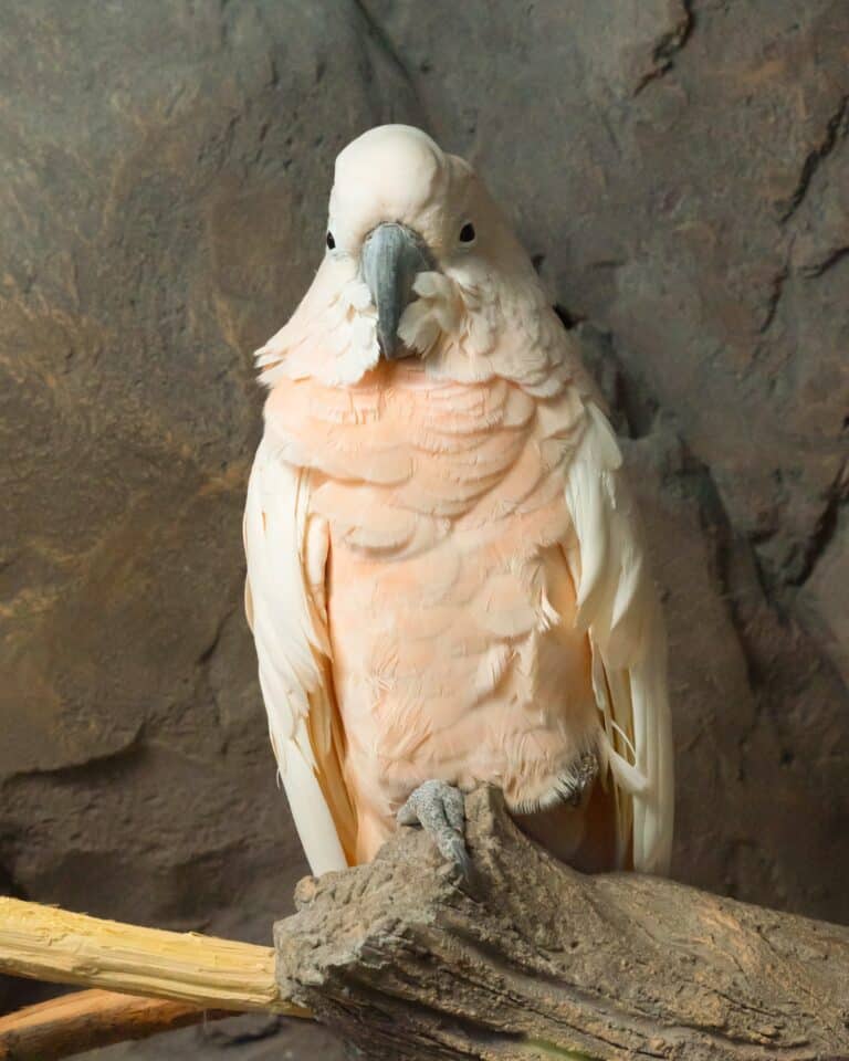 How Much Does a Cockatoo Cost? (2025 Updated)