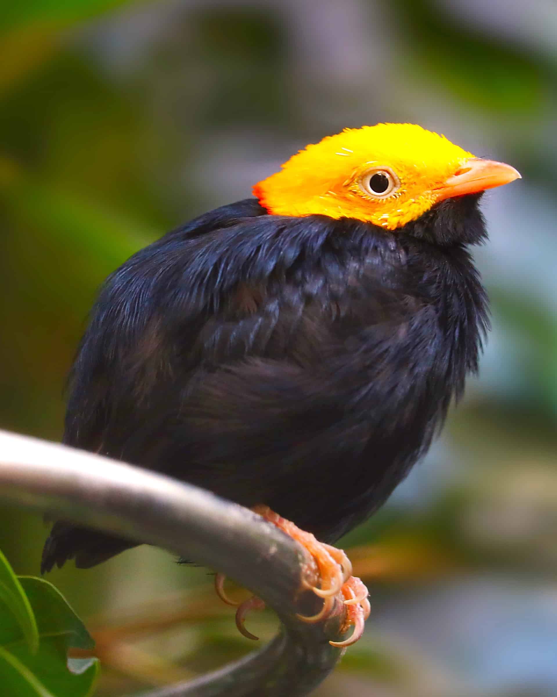 28 Black Birds With Yellow Beaks - Bird Helpful