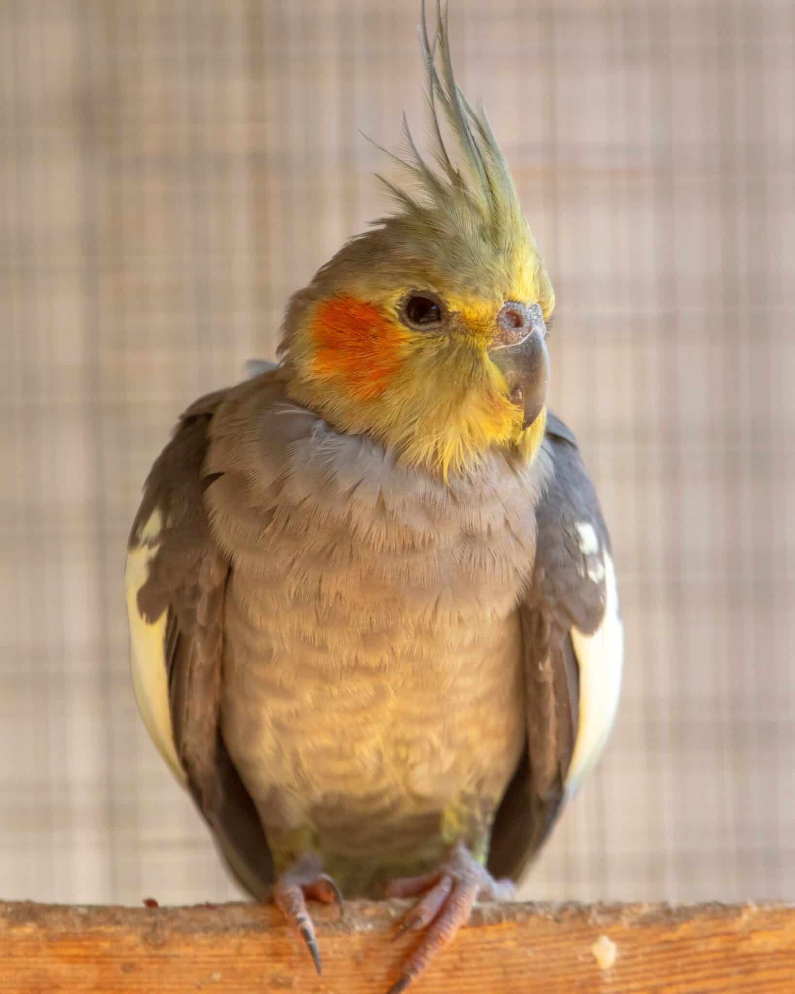 How Much Does a Cockatiel Cost? (2025 Updated)