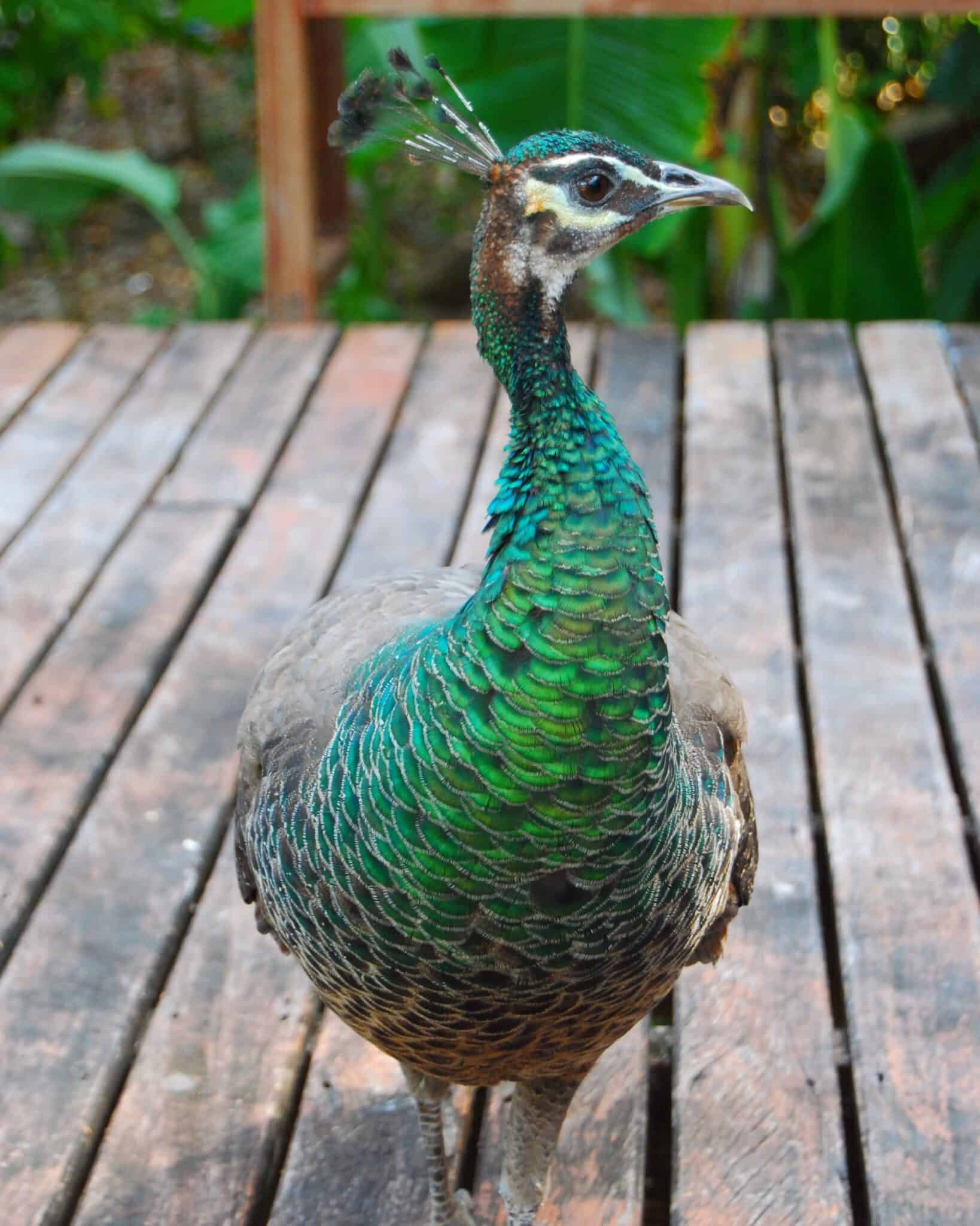 Peacock Colors, Patterns & Varieties (With Pictures)