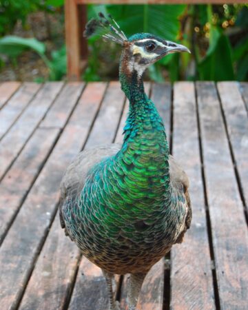 Peacock Colors, Patterns & Varieties (With Pictures)