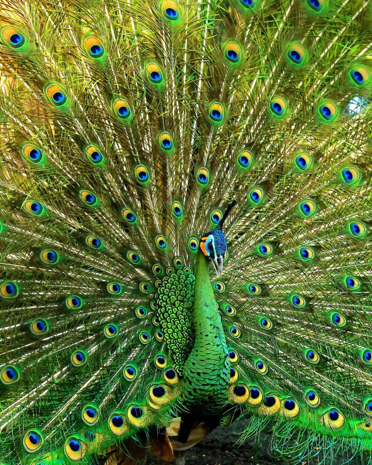 Peacock Colors, Patterns & Varieties (With Pictures)