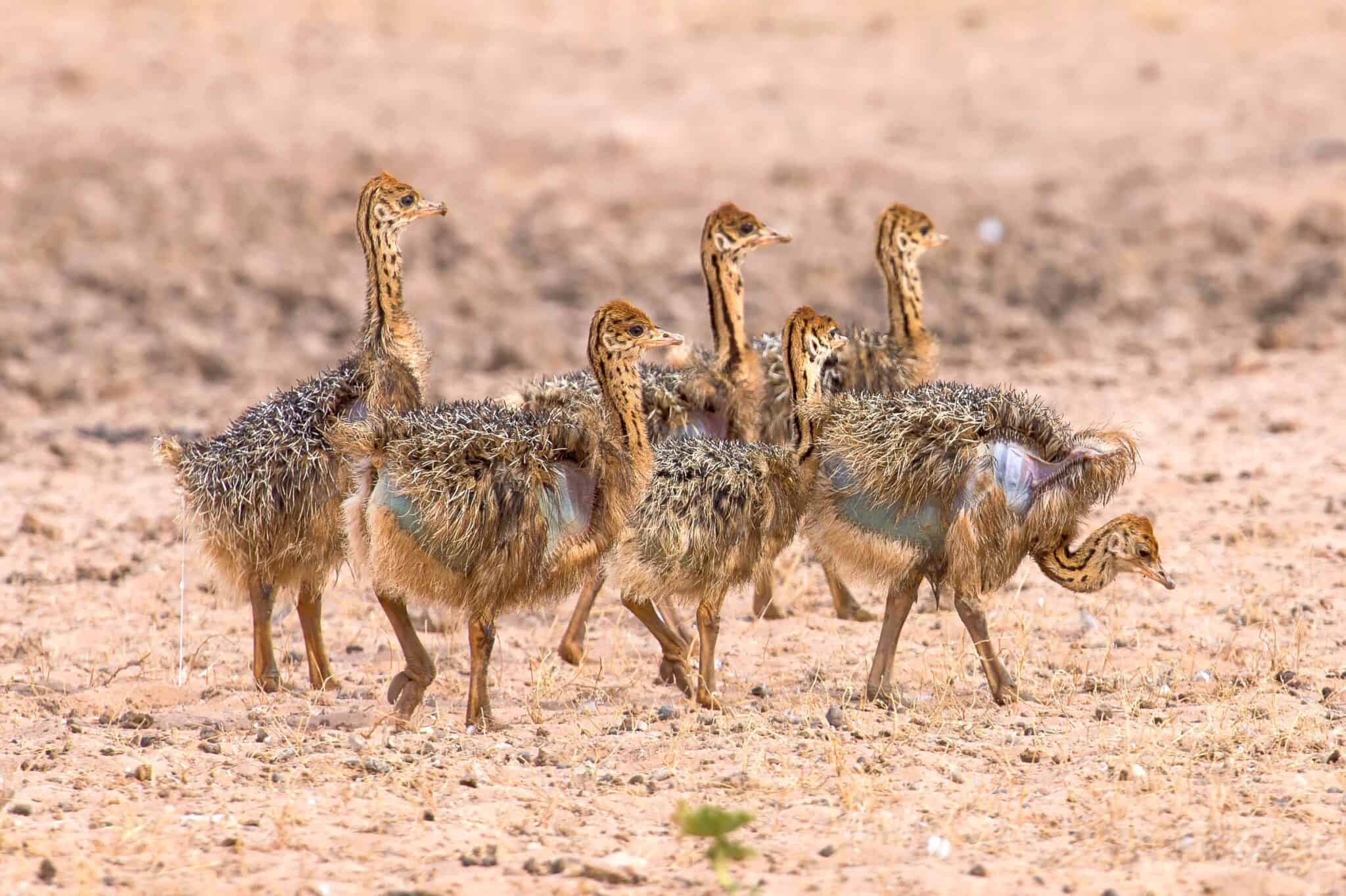 What Is a Baby Ostrich Called? (Facts & Pictures!)