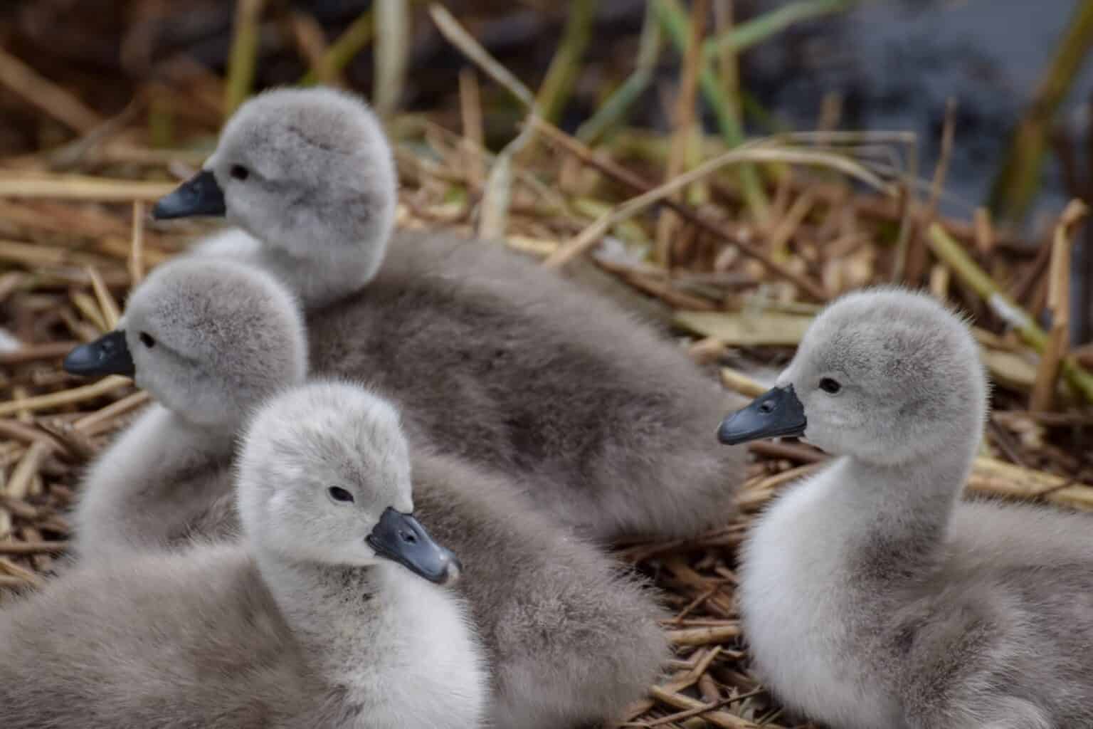 What Is a Baby Swan Called? - Facts and Pictures!