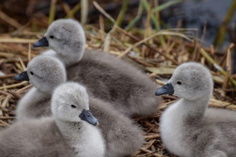 What Is a Baby Swan Called? - Facts and Pictures!