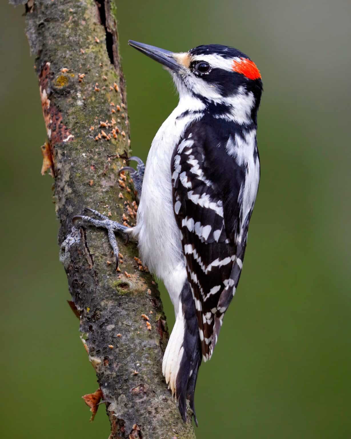 24 Small Birds With Long Beaks - Bird Helpful