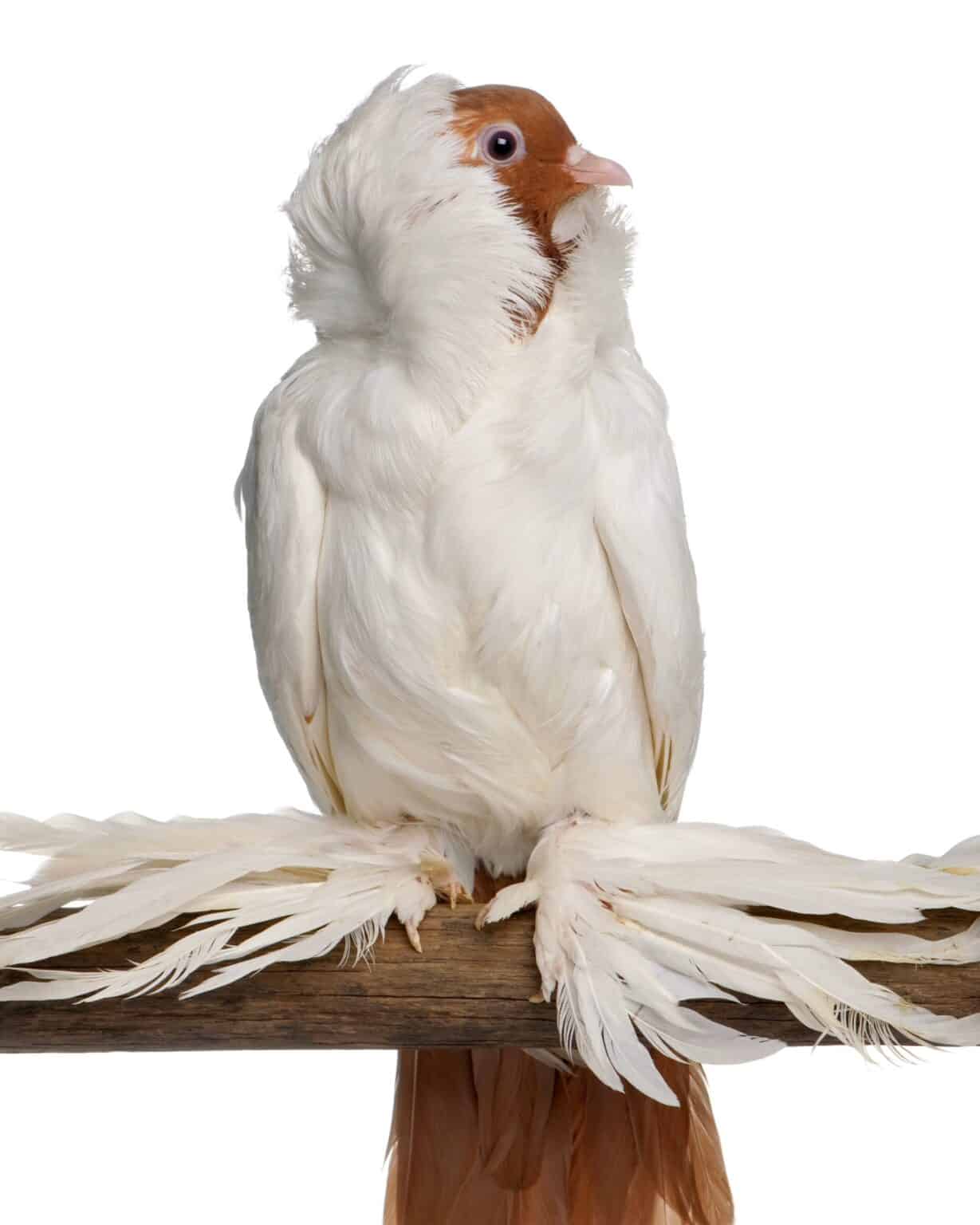 59 Different Types of Pigeons (With Pictures & Names)