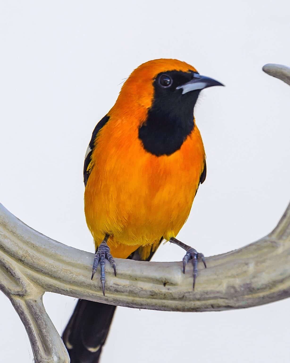 49 Birds With Orange Chests (With Pictures) - Bird Helpful