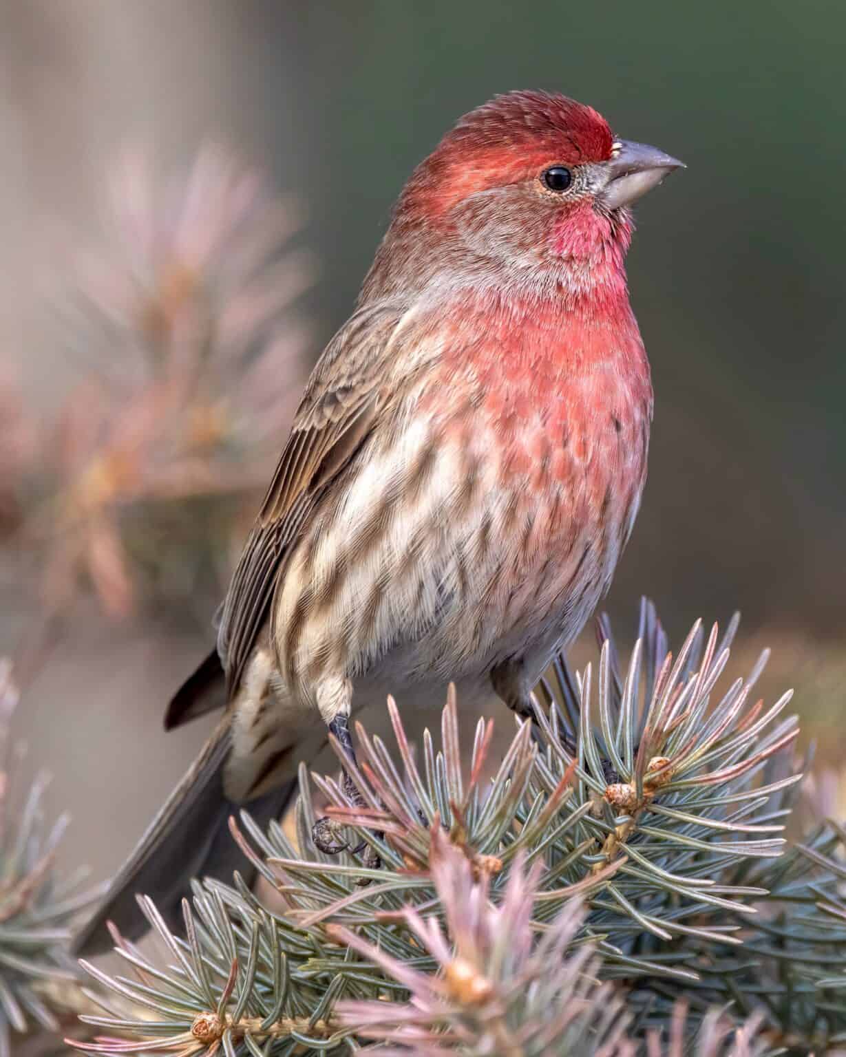 32 Species of Birds With Red Heads