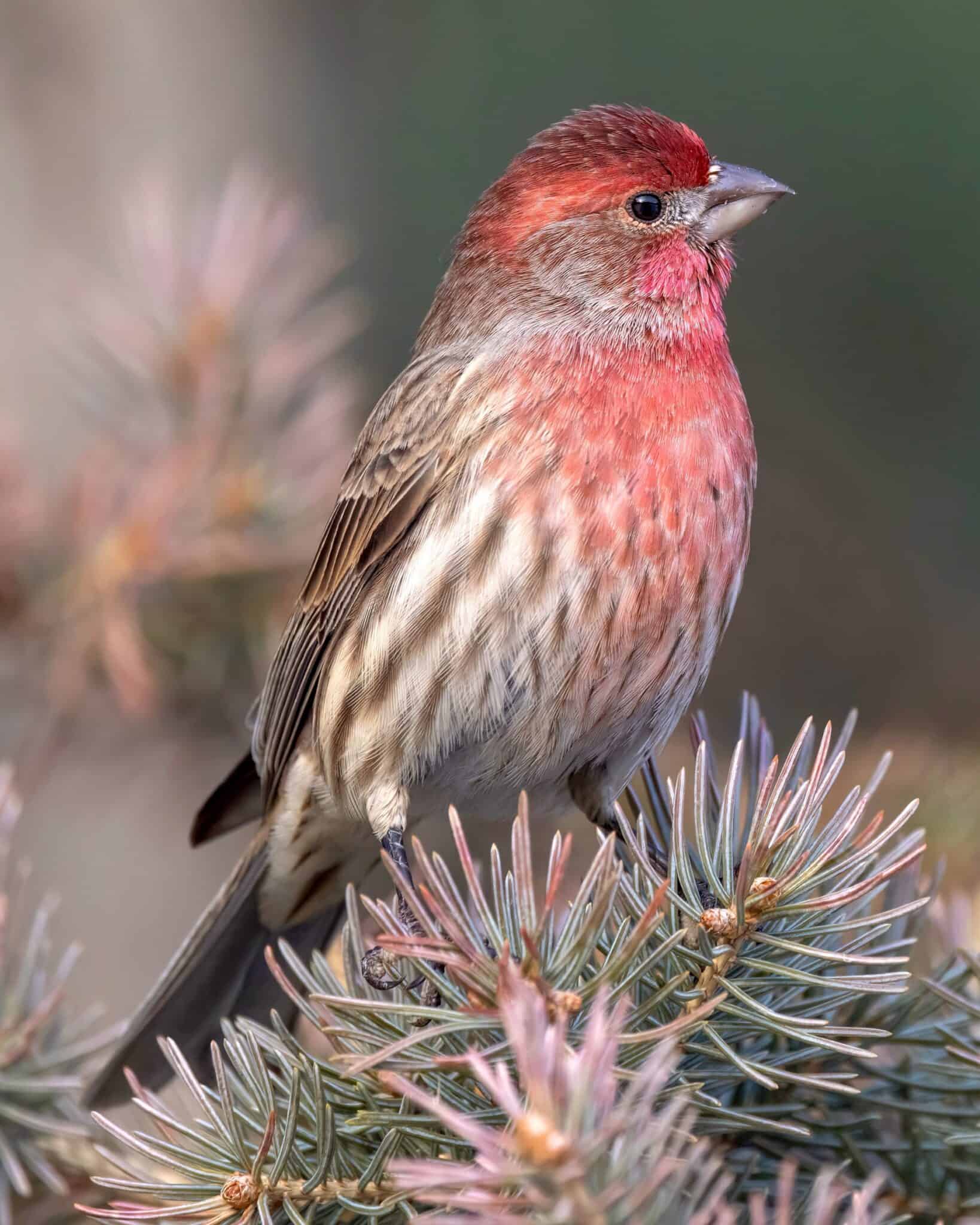 32 Species of Birds With Red Heads