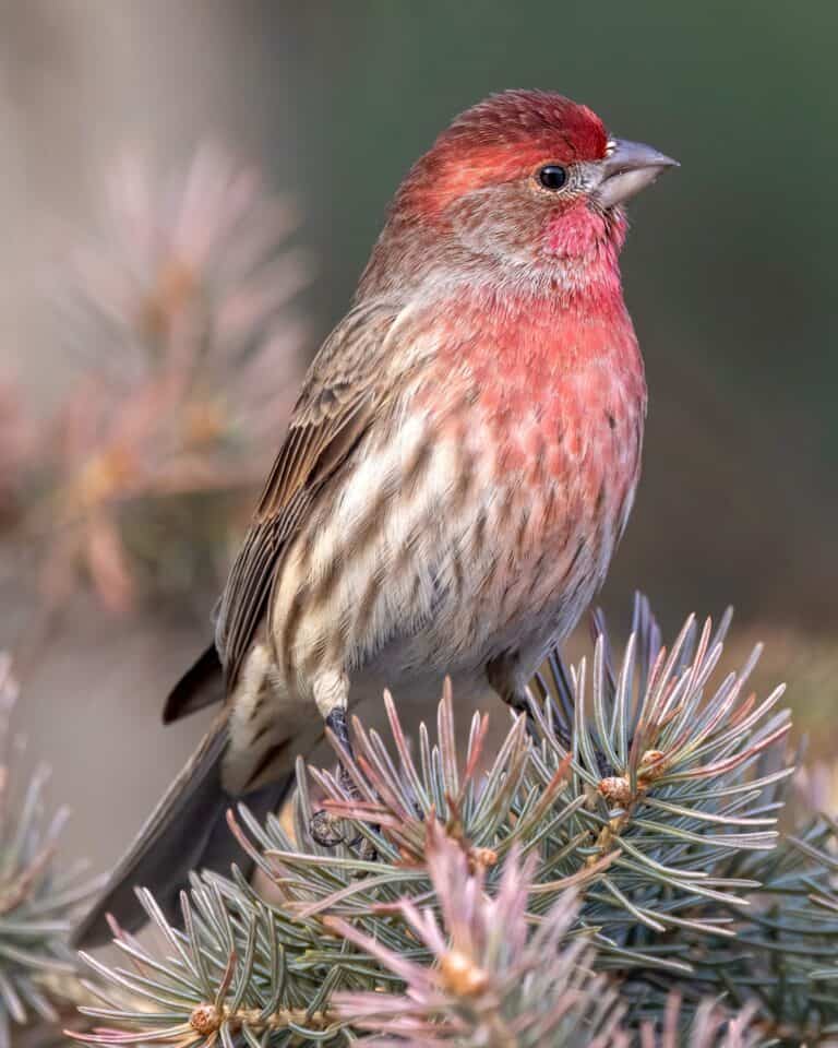 32 Species of Birds With Red Heads