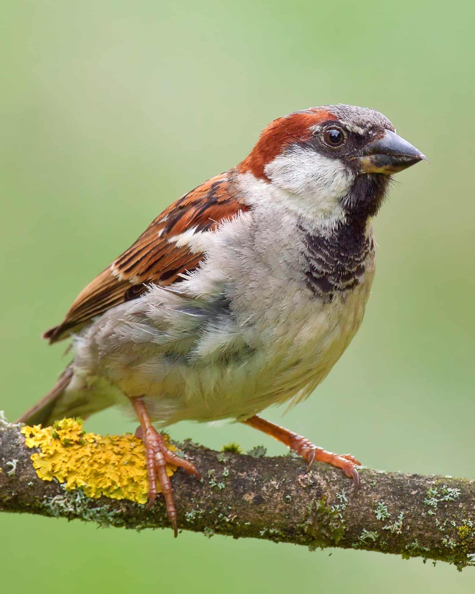 50 Small Brown Birds to Brighten Your Day