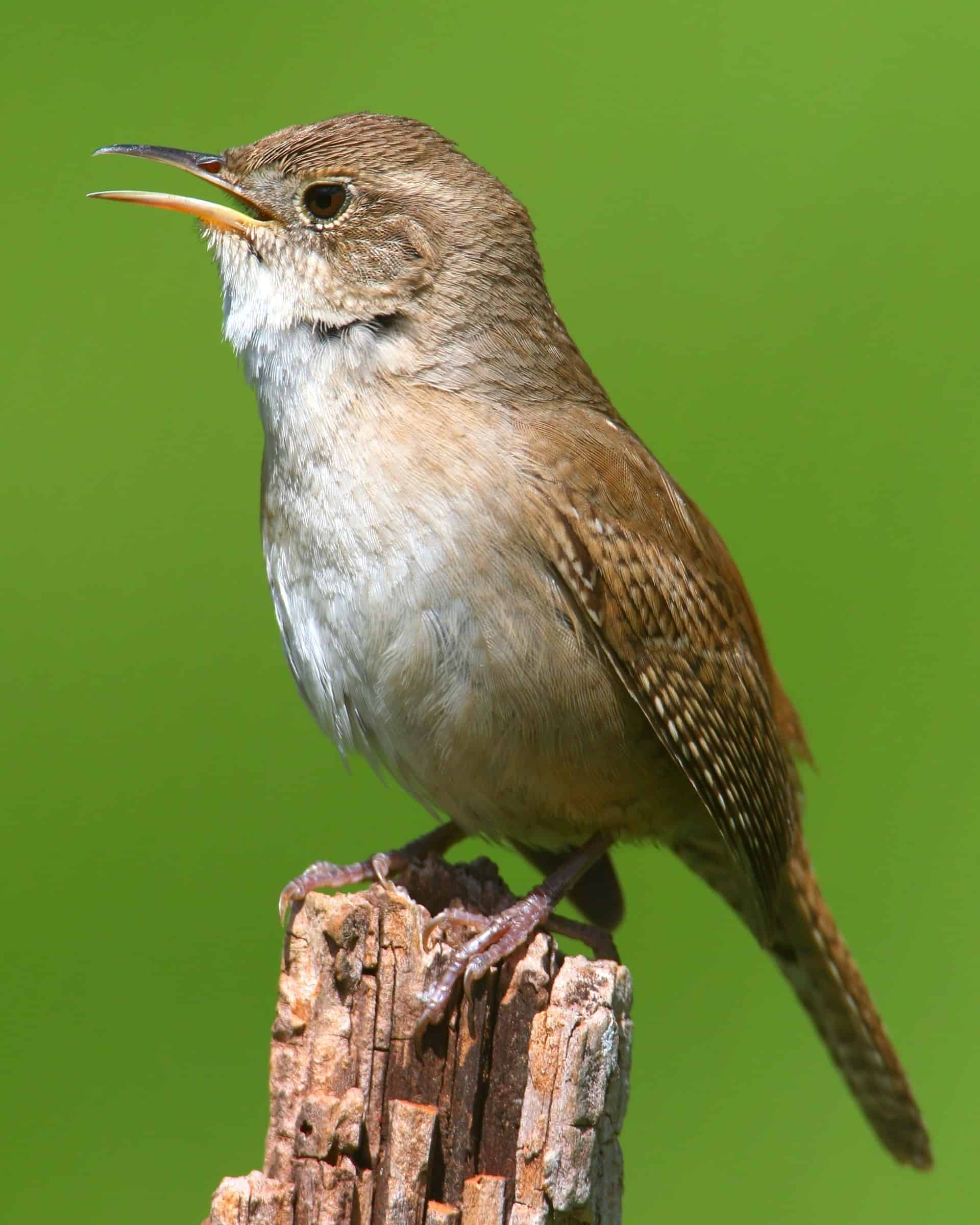 50 Small Brown Birds to Brighten Your Day