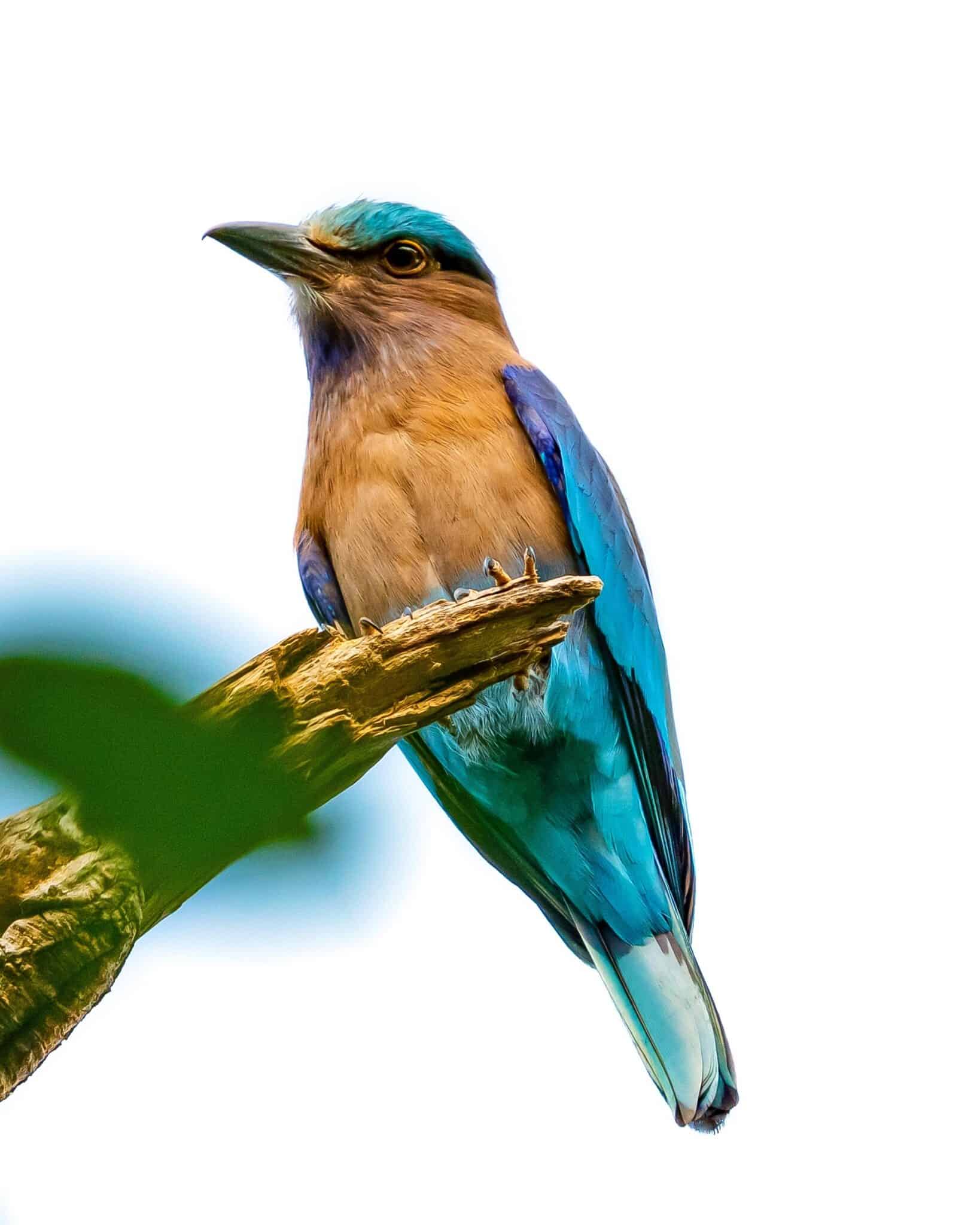 28 Amazing Blue Birds With Orange Chests