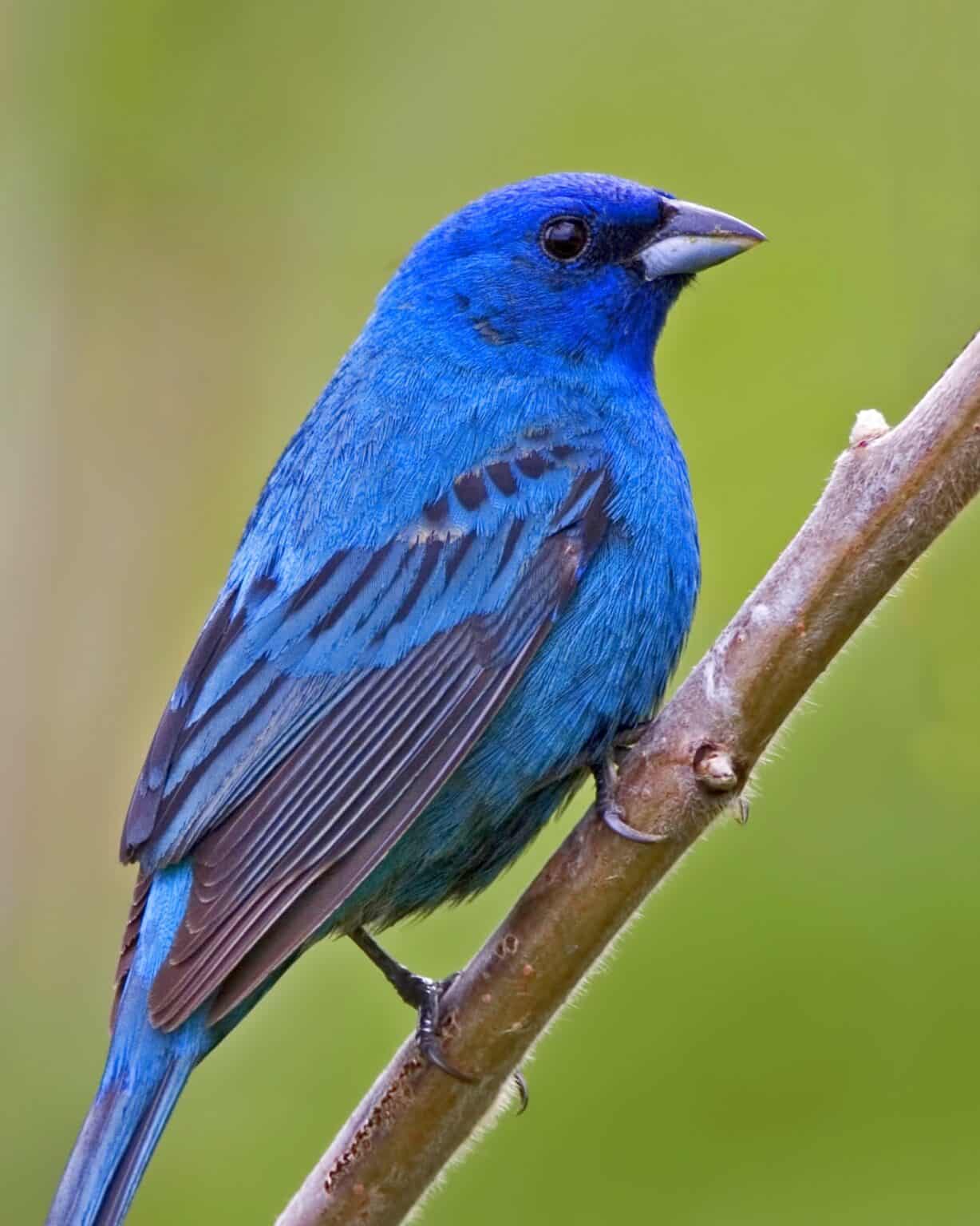 The Rare Blue Cardinal: Myth or Reality? - Bird Helpful