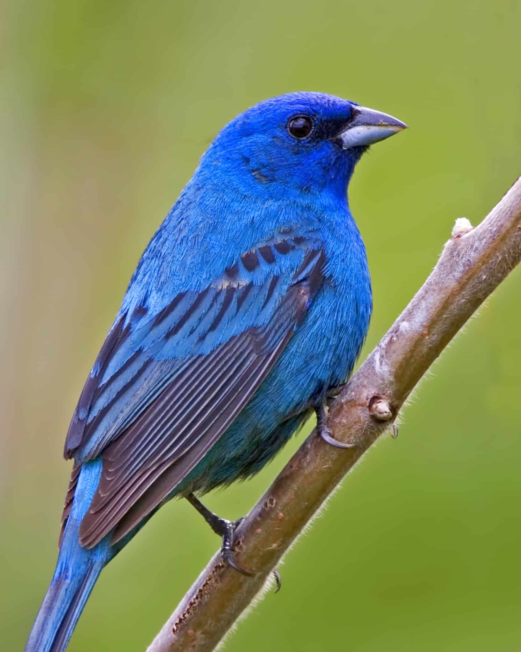 The Rare Blue Cardinal: Myth or Reality? - Bird Helpful