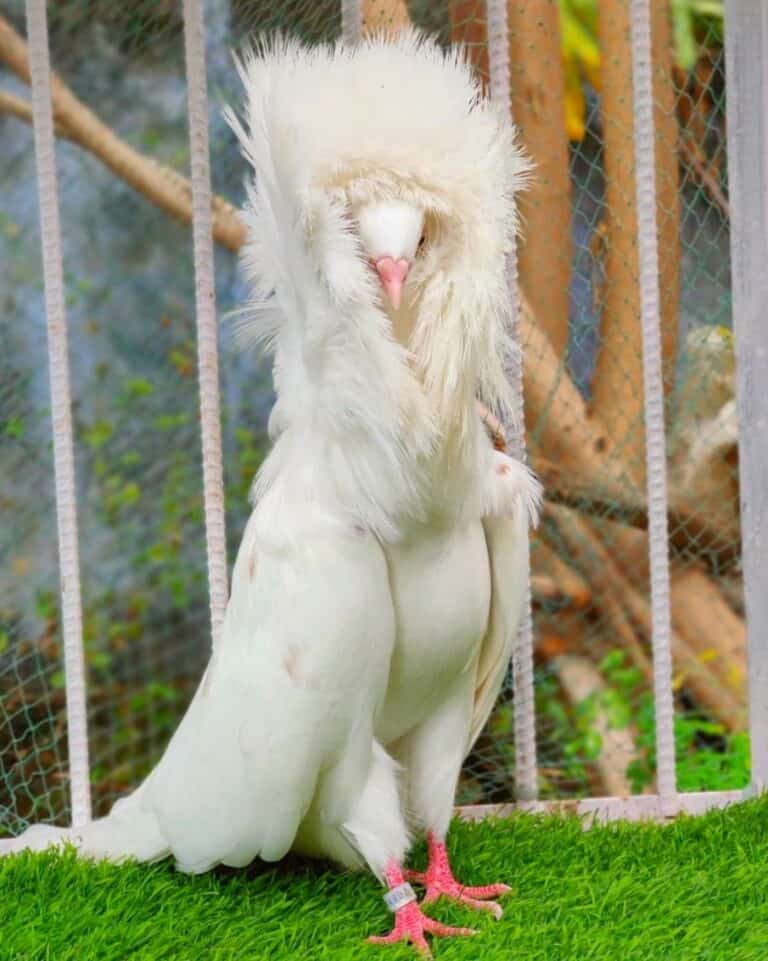 59 Different Types of Pigeons (With Pictures & Names)