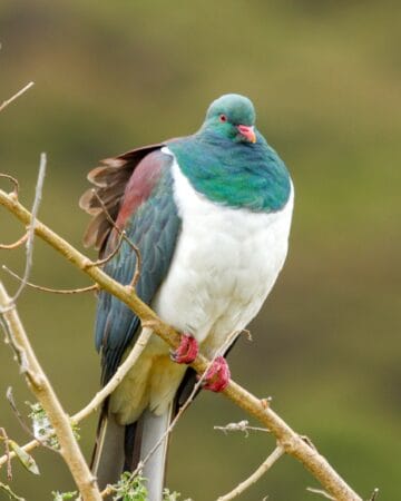 59 Different Types of Pigeons (With Pictures & Names)