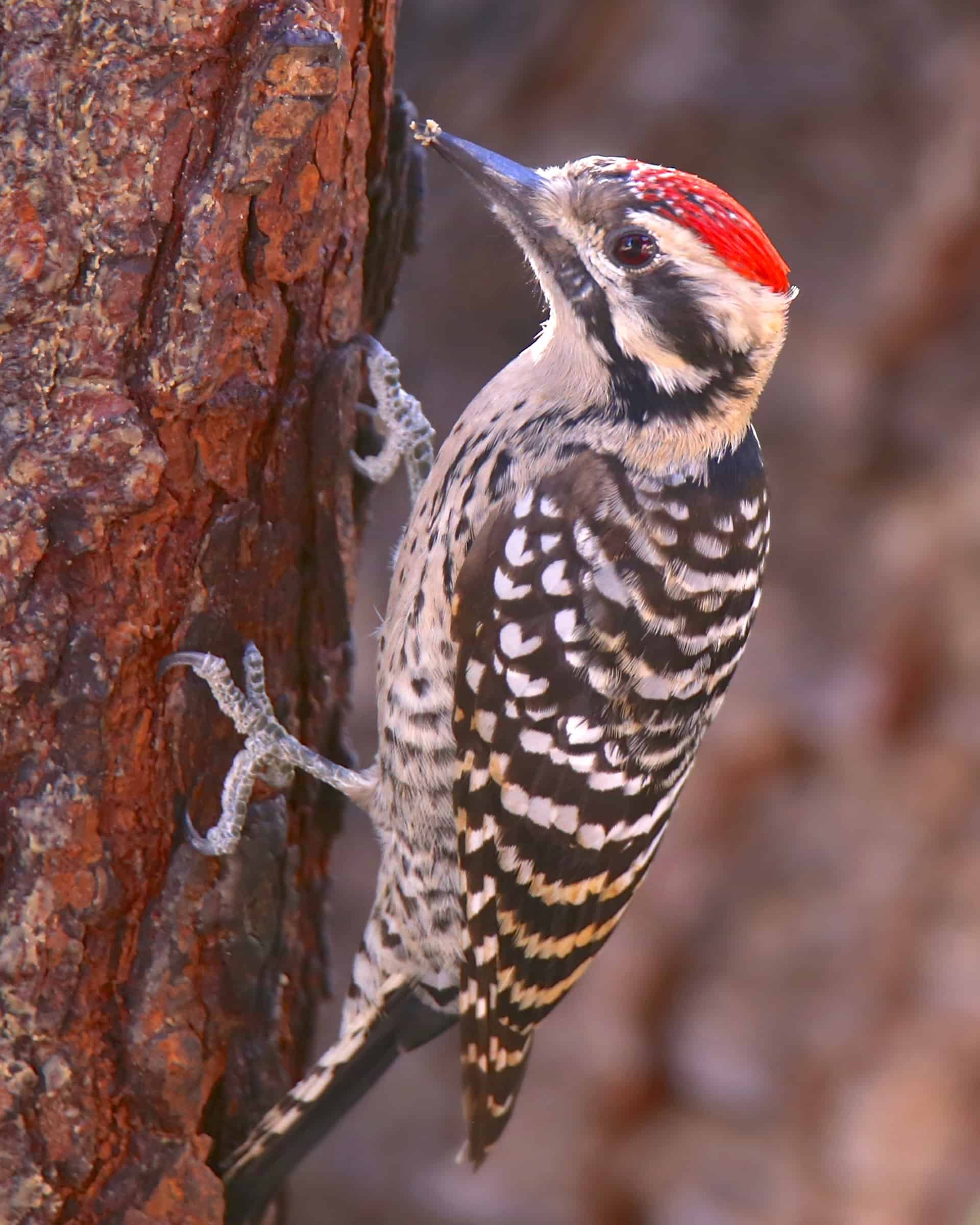 32 Species of Birds With Red Heads