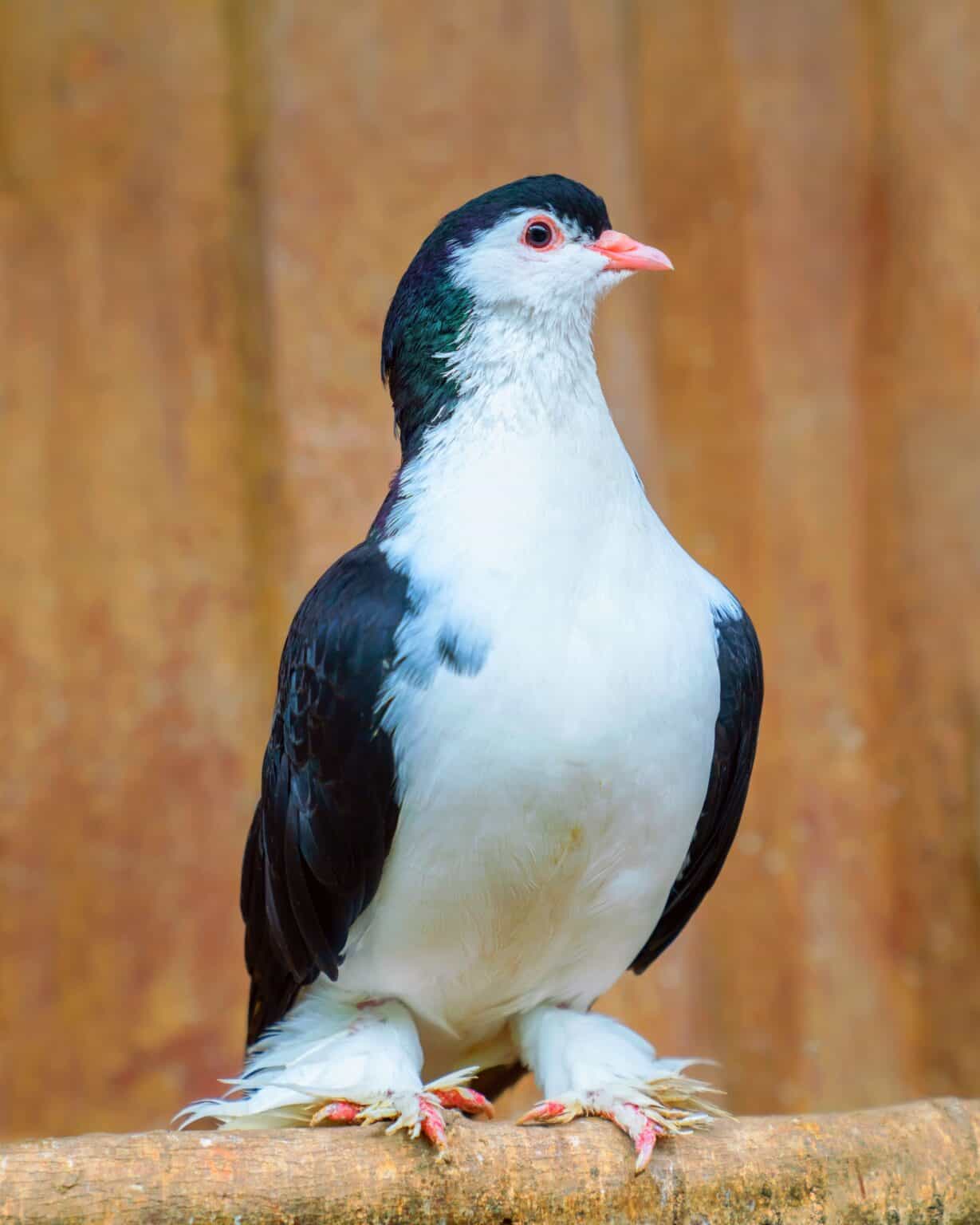 59 Different Types of Pigeons (With Pictures & Names)