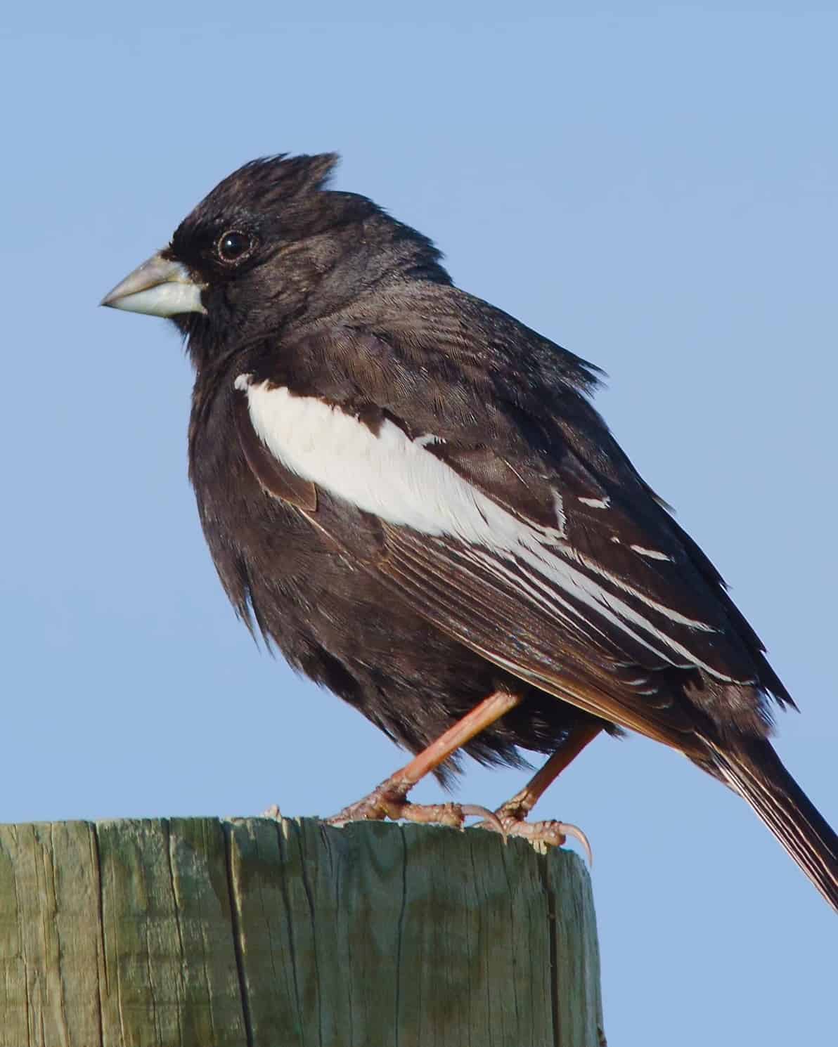 35 Birds With White Stripes on Wings