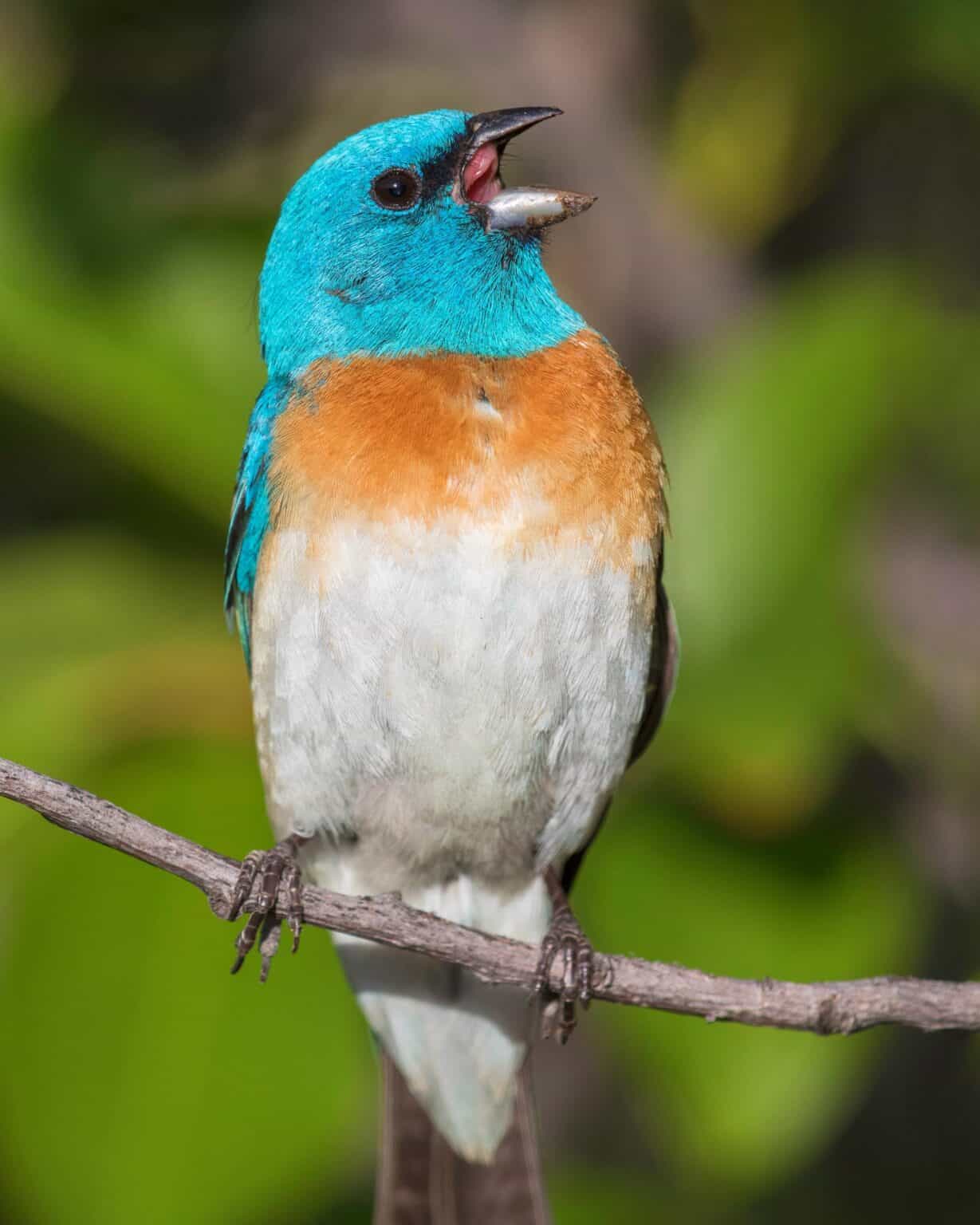 28 Amazing Blue Birds With Orange Chests
