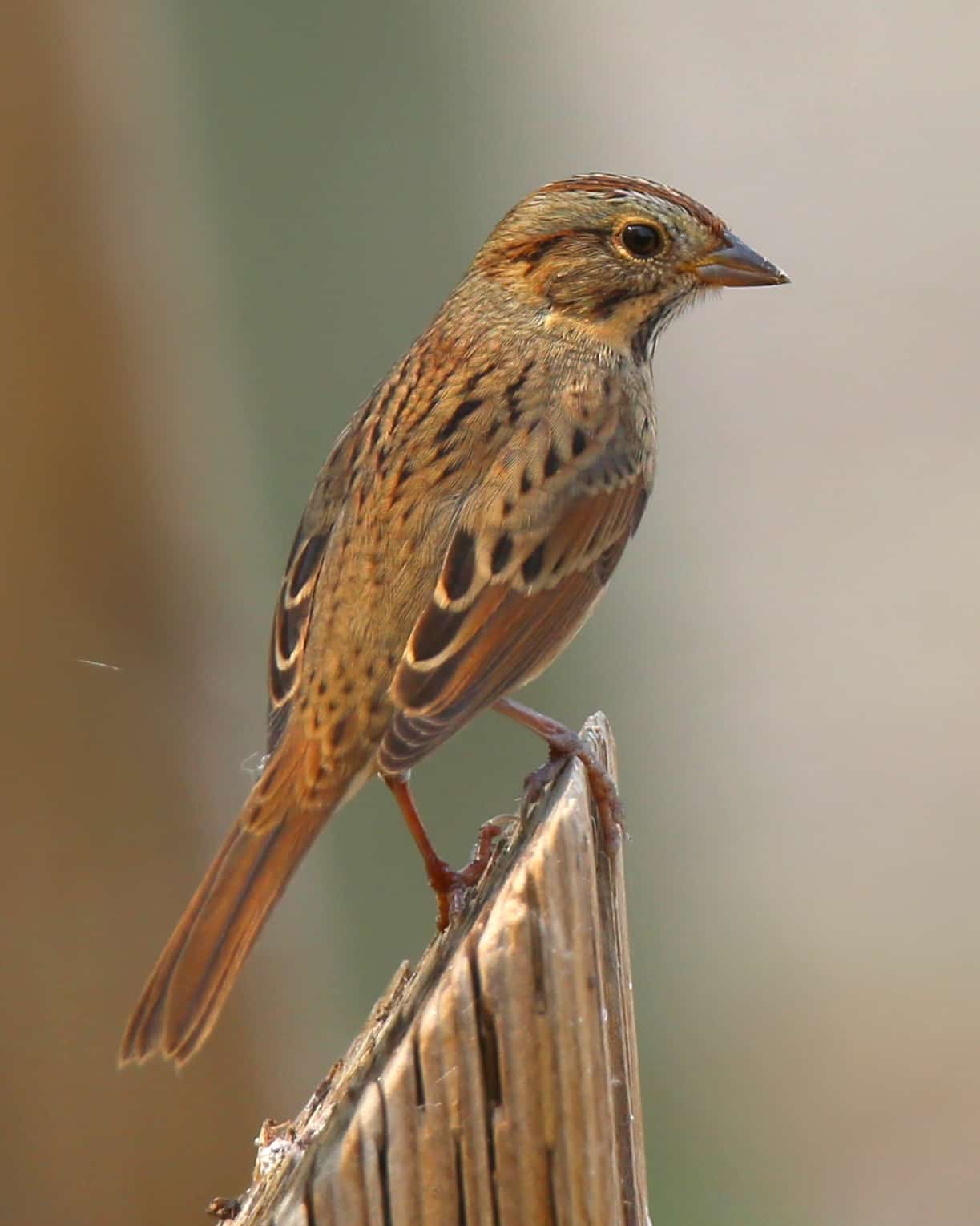 50 Small Brown Birds to Brighten Your Day