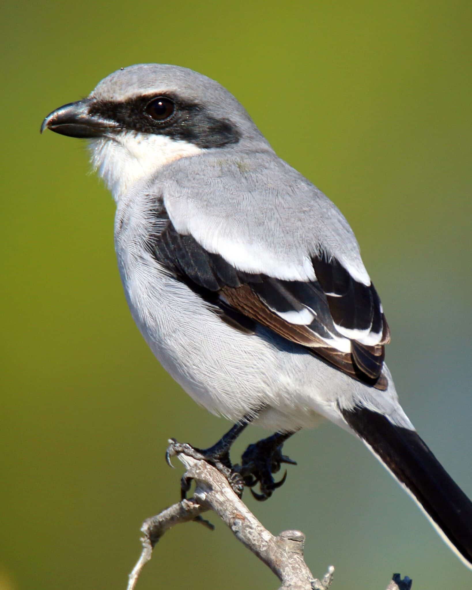 35 Birds With White Stripes on Wings