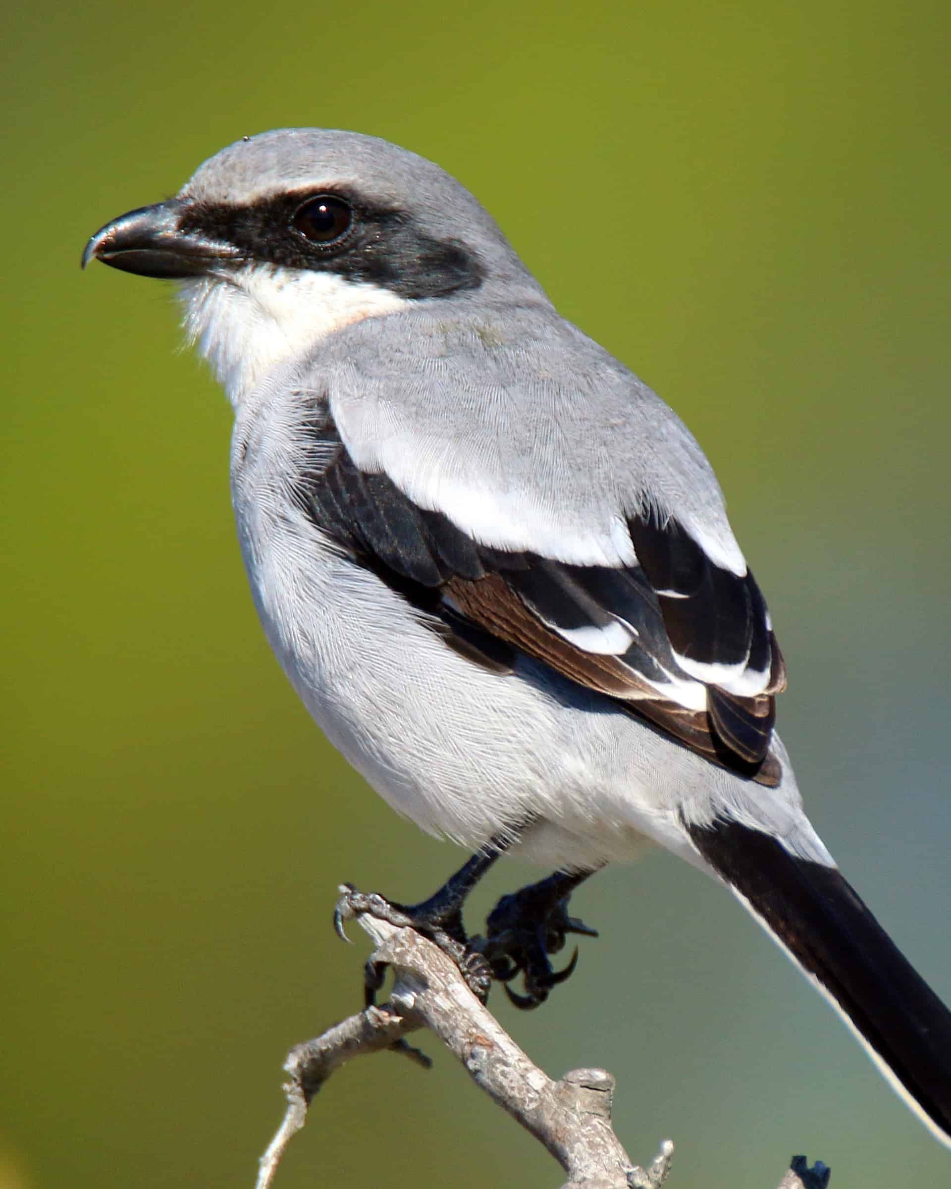 35 Birds With White Stripes on Wings