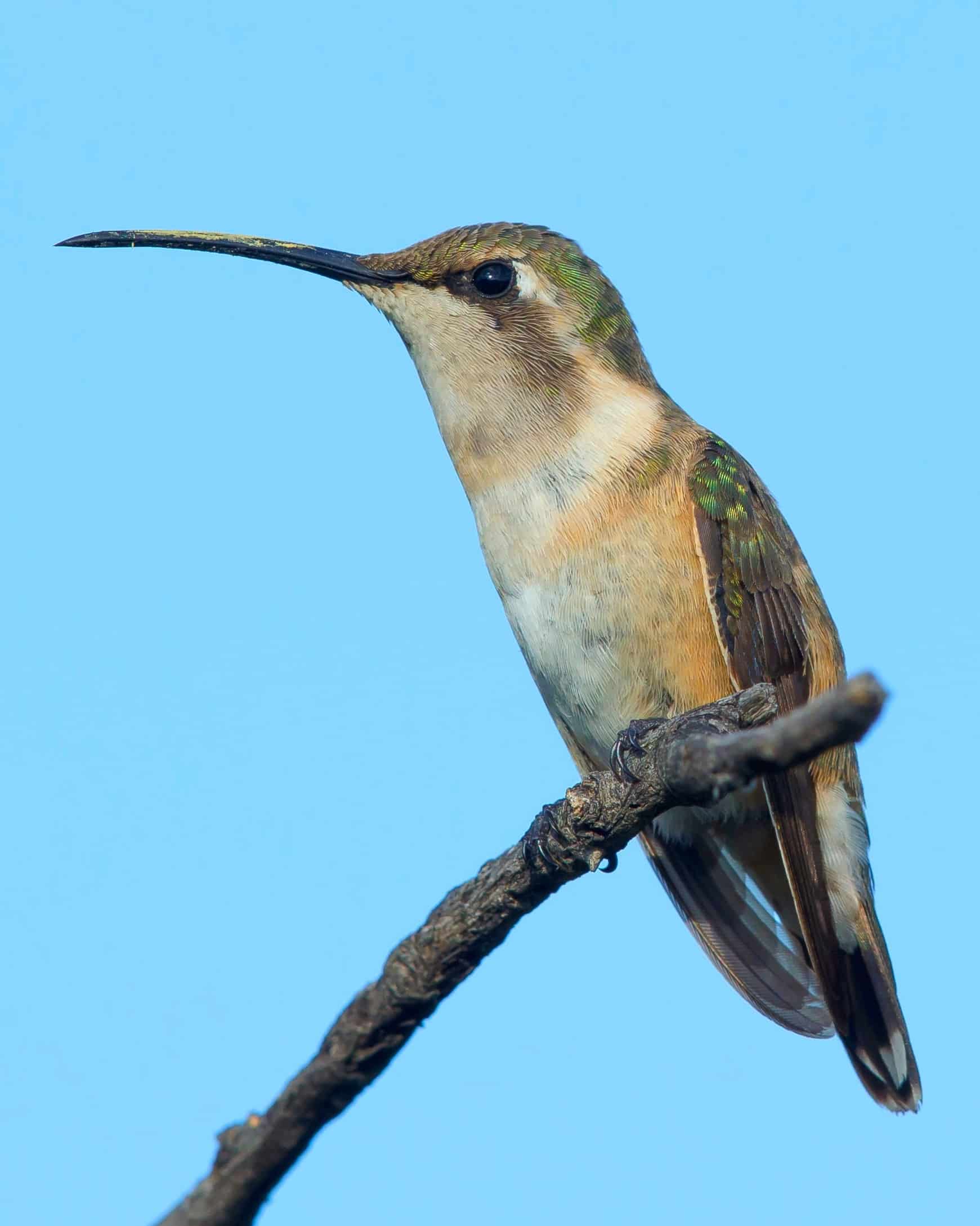 24 Small Birds With Long Beaks - Bird Helpful