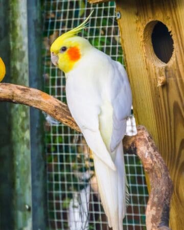 How Much Does a Cockatiel Cost? (2025 Updated)