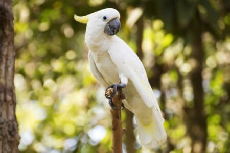 How Much Does a Cockatoo Cost? (2025 Updated)